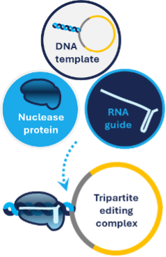 MegaBulb DNA: a Non-Viral ssDNA Breakthrough Revolutionizing Gene Editing
