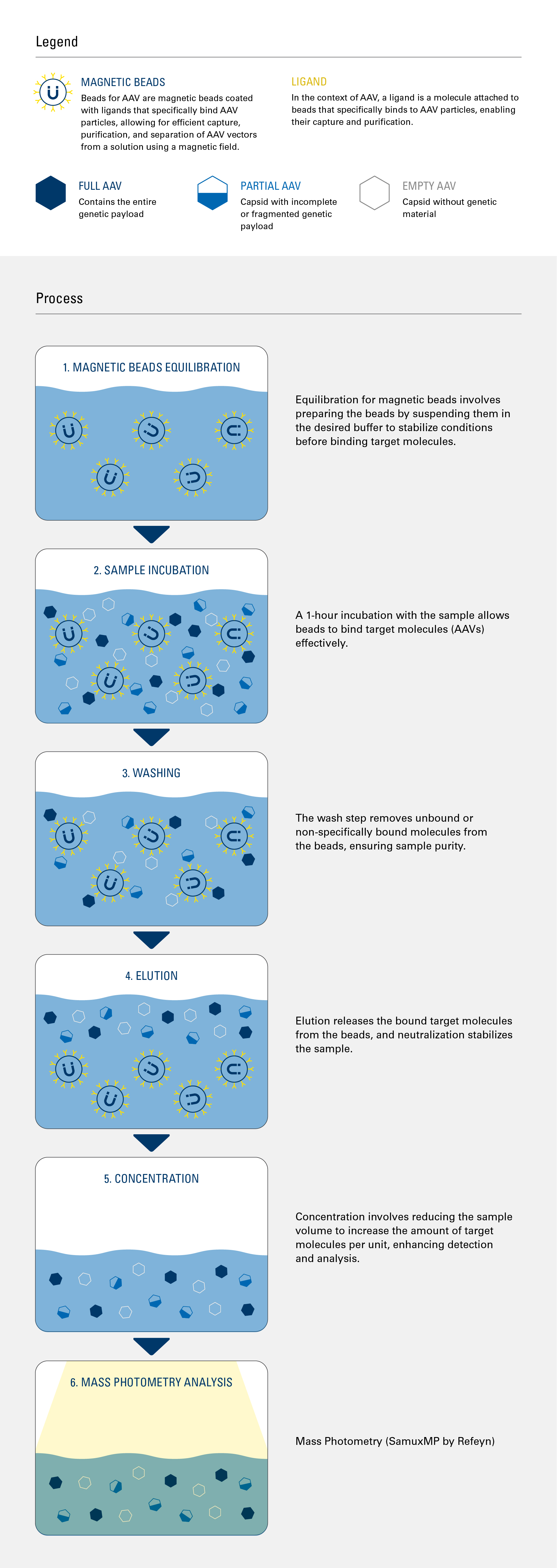 Improving AAV Vector Quality with In-Process Monitoring of Capsid Formation