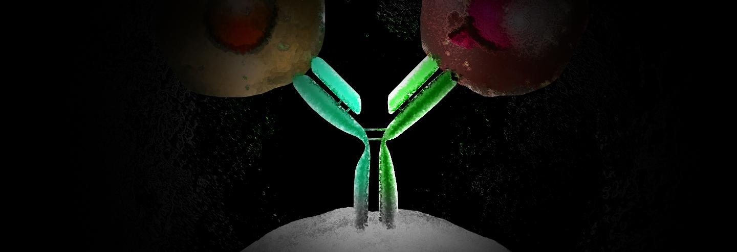 Optimized Multispecific Antibody Design, Development, and Manufacturing