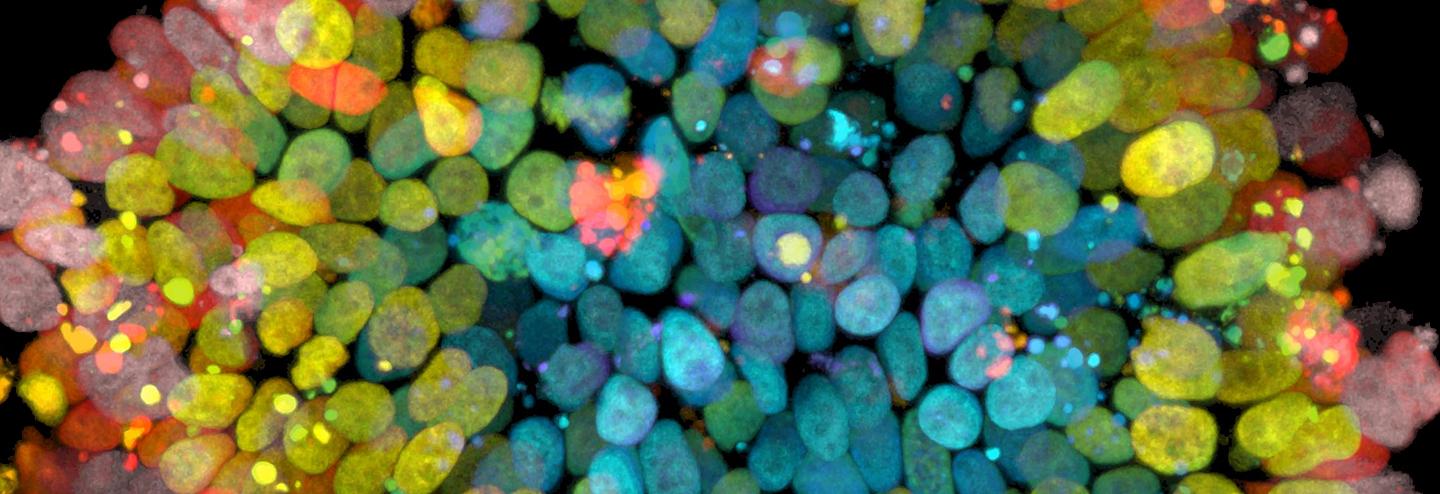 Unleashing the Power of 3D Cell Culture: Revolutionizing Research, Drug ...