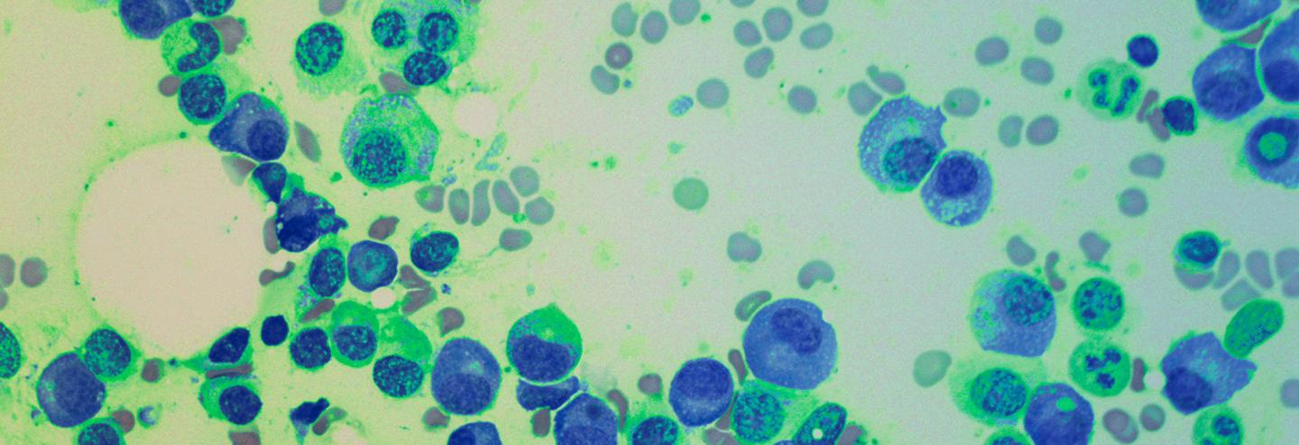 Enabling Novel Cell Therapies by Leveraging Established Blood Stem Cell ...