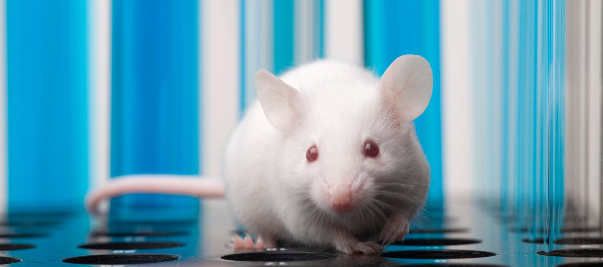 The End of an Era: What the FDA's Move Away from Animal Testing Means ...