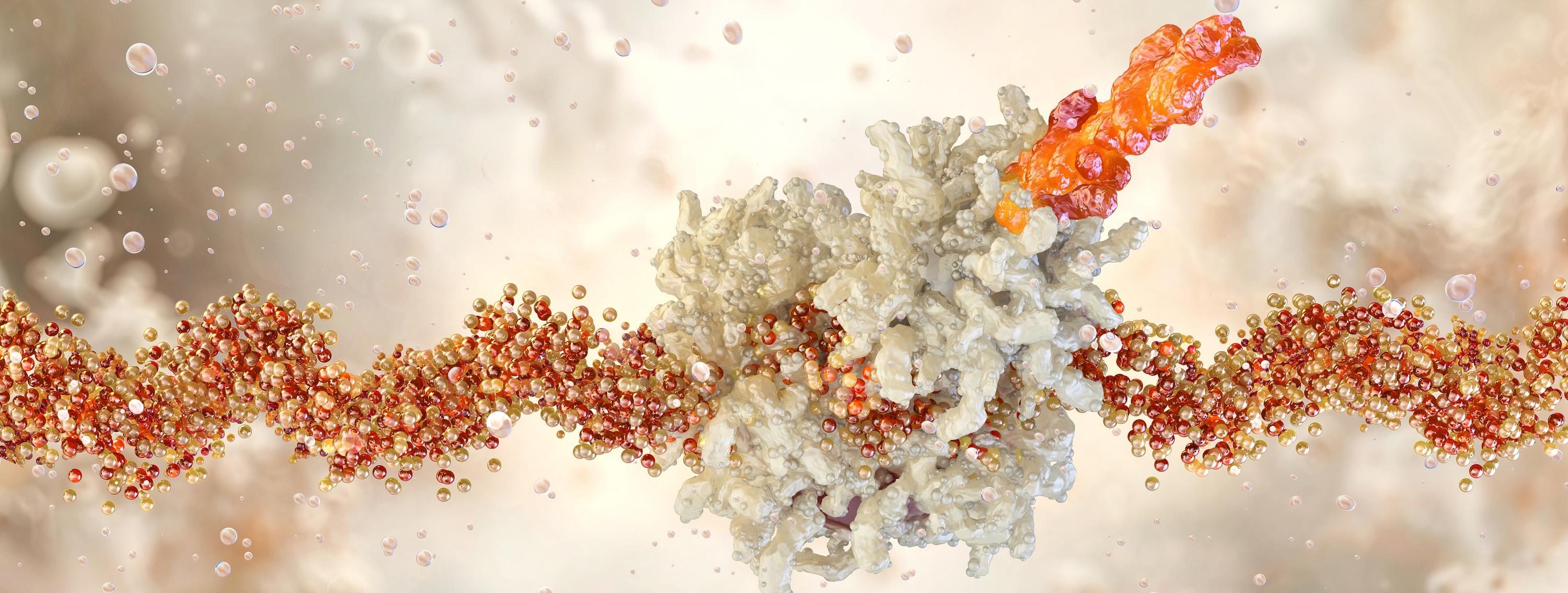 Rewriting the Genetic Code: Designing Biologics with Noncanonical Amino ...